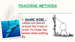 Poaching methods | PPTX