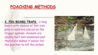 Poaching methods | PPTX