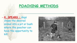 Poaching methods | PPTX
