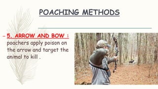 Poaching methods | PPTX