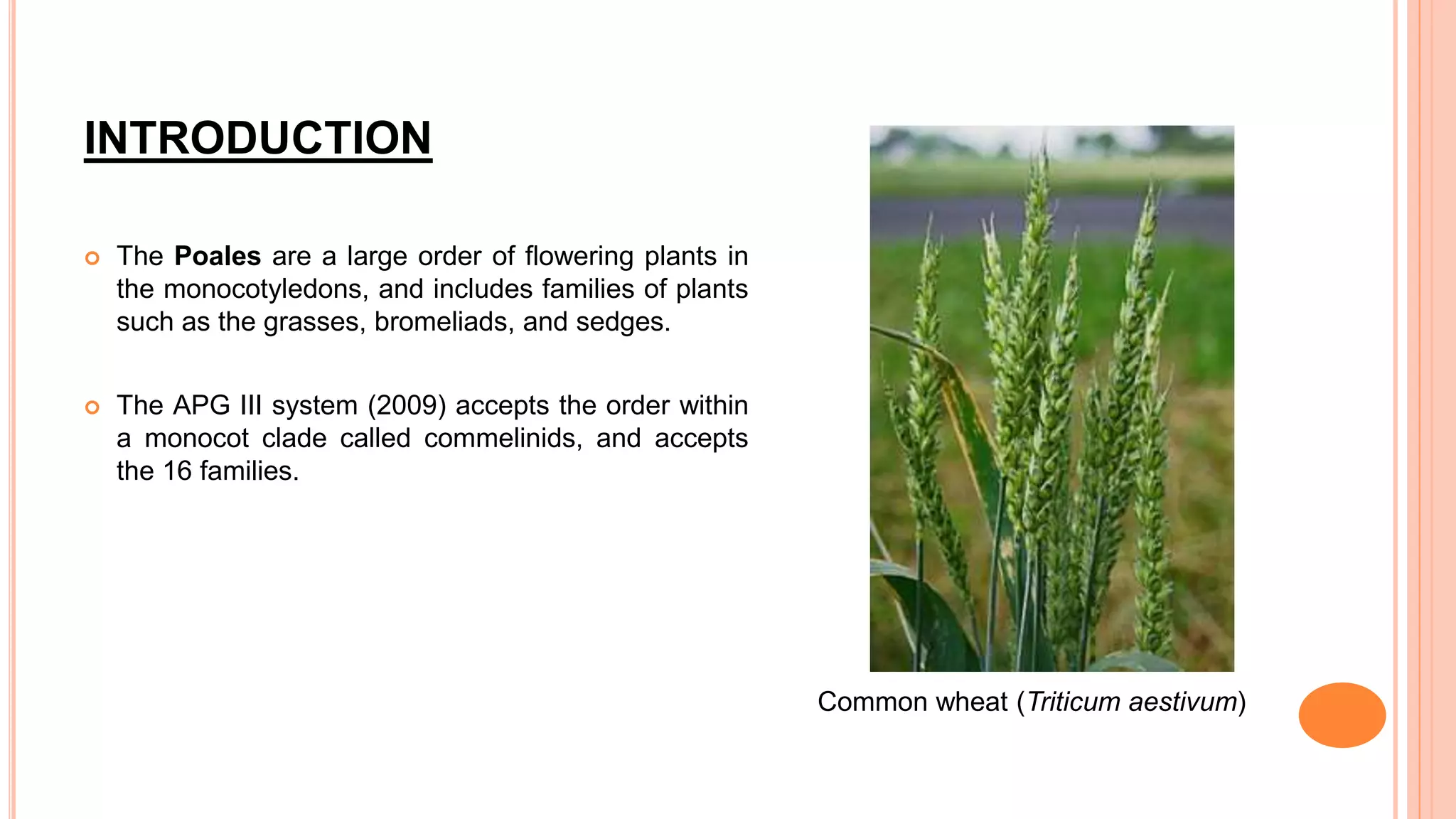 Order Poales | PPTX