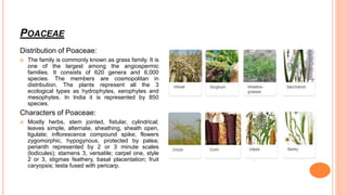 Order Poales | PPTX