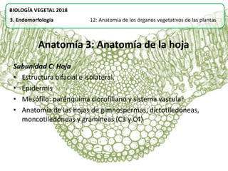 Anatomia de las hojas de las especies vegetales | PDF