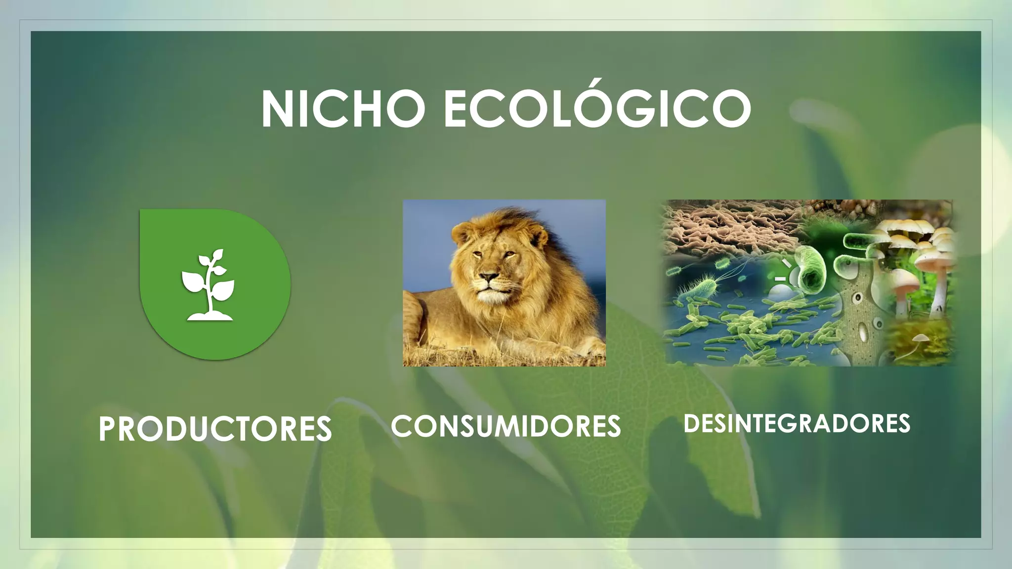 POBLACIÓN, COMUNIDAD, ECOSISTEMA Y BIOSFERA.pdf