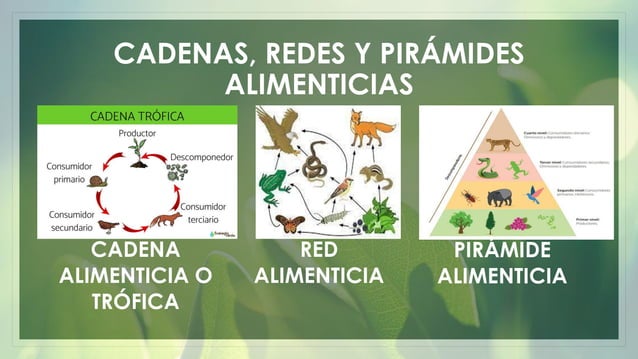 POBLACIÓN, COMUNIDAD, ECOSISTEMA Y BIOSFERA.pdf
