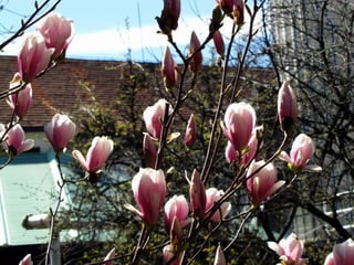 Napokon proljeće | PPT