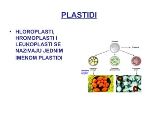 Biljna i životinjska ćelija | PPT