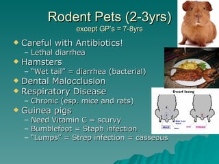 Pocket Pets | PPT | Pets
