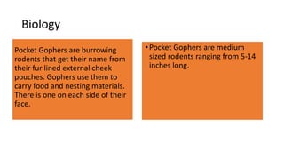 DPR Pocket Gophers Biology Trapping and Baiting.pptx.pdf | Reptiles | Pets