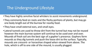 DPR Pocket Gophers Biology Trapping and Baiting.pptx.pdf | Reptiles | Pets