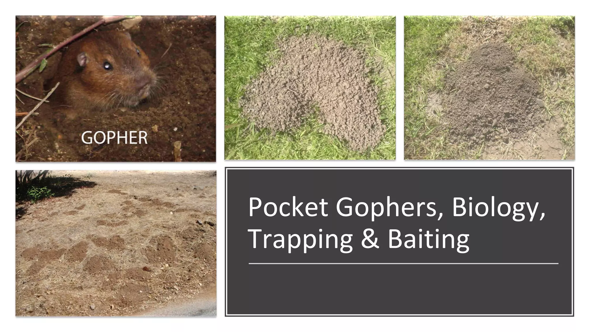 Pocket Gophers Biology Trapping and Baiting.pdf | Gardening | Home & Garden