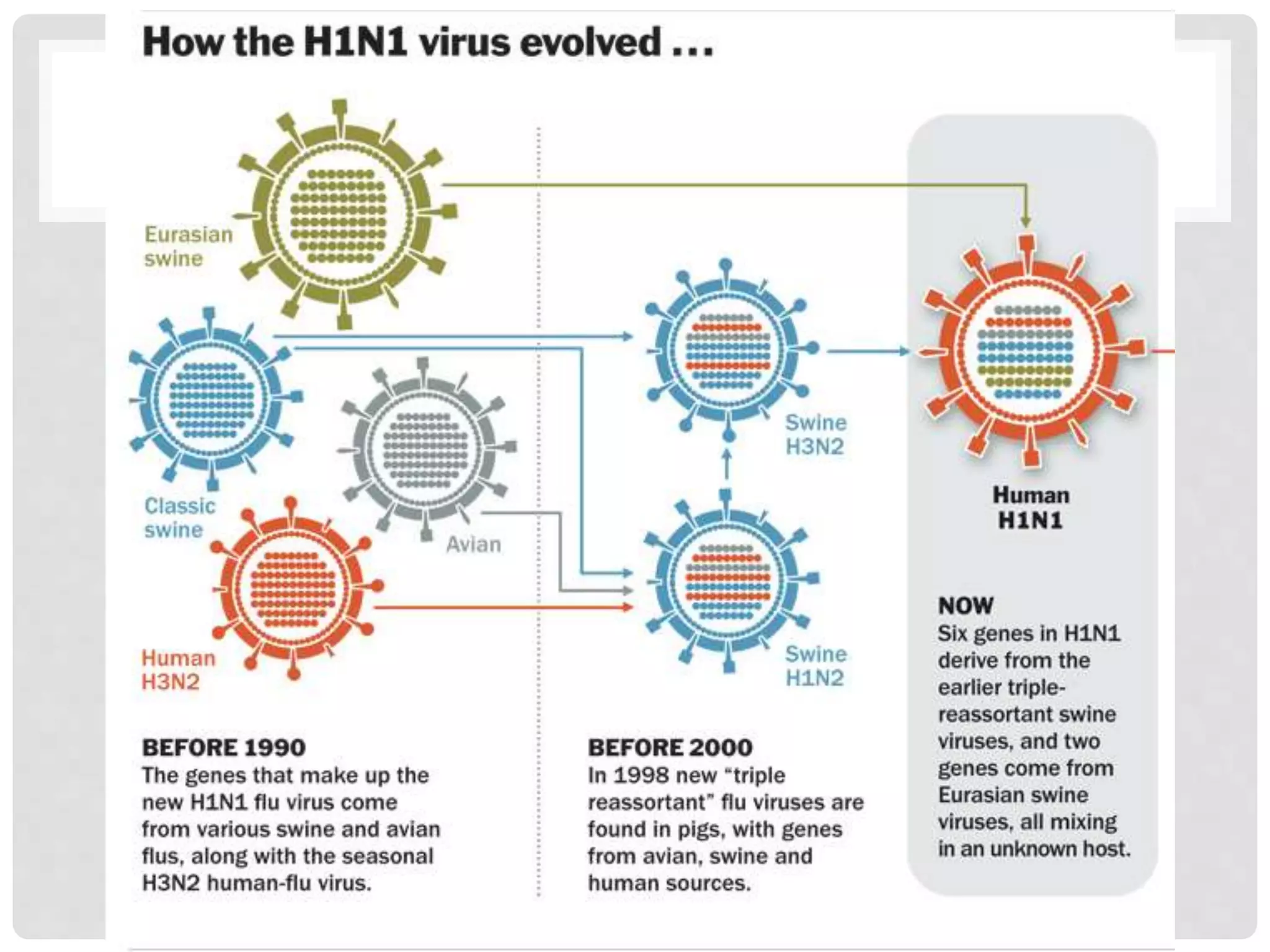 Pod1 –pbl4 : the morphology and structure of virus A/H1N1, the clinical ...