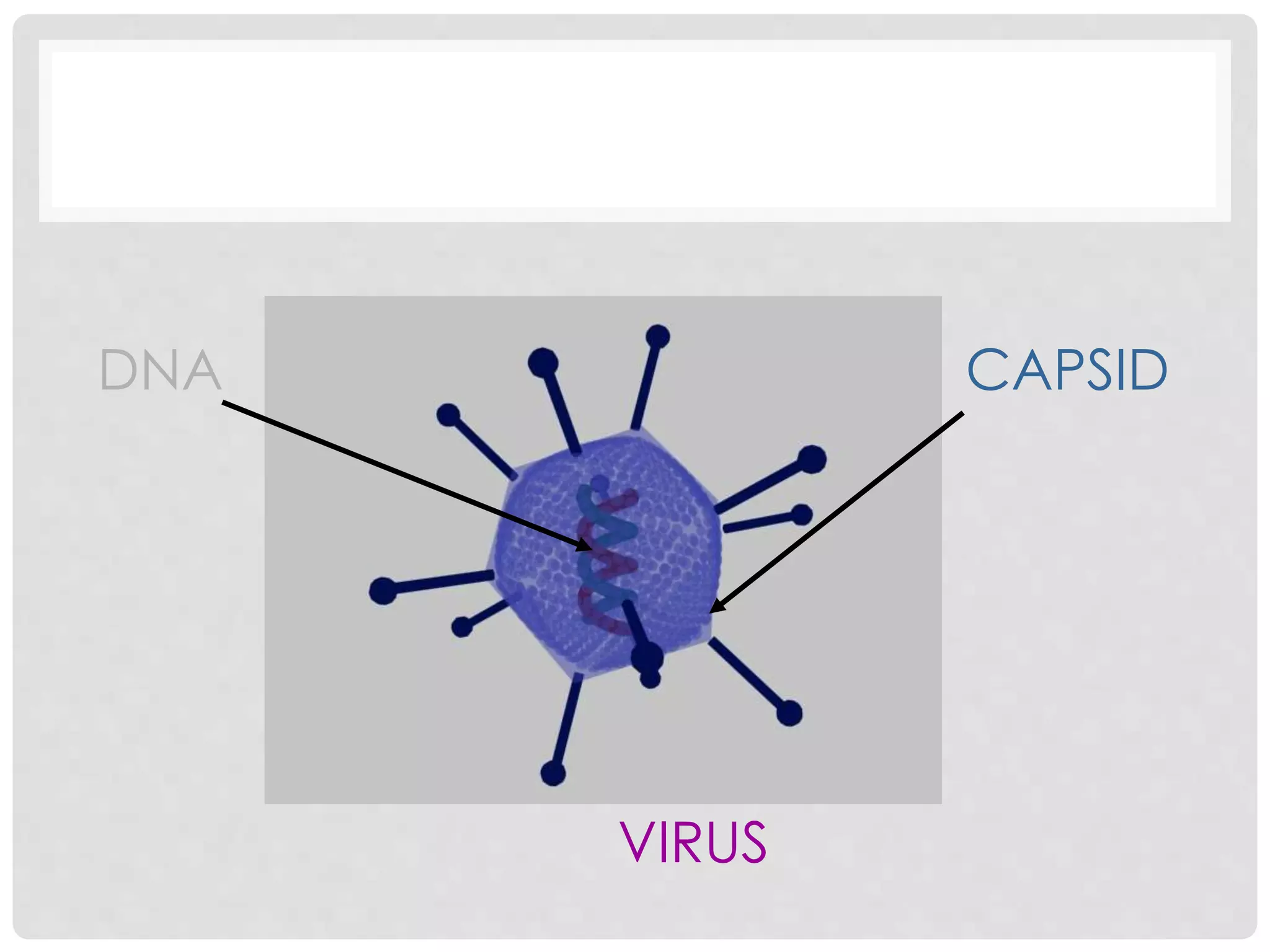 Pod1 –pbl4 : the morphology and structure of virus A/H1N1, the clinical ...