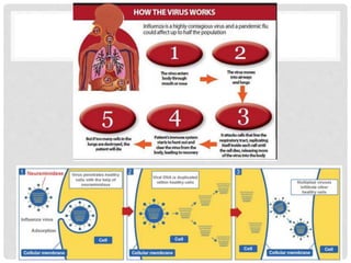 Pod1 –pbl4 : the morphology and structure of virus A/H1N1, the clinical ...