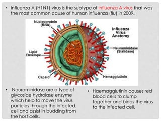 H1n1 Cell Structure