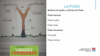 Poda de vid y fortalecimiento de las economias locales | PPT