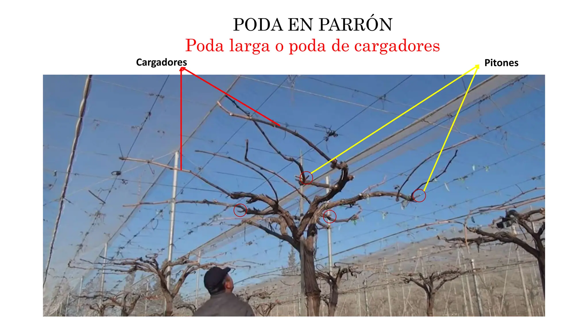 Poda inducción de uvas industriales en moquegua | PPTX