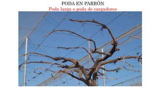 Poda inducción de uvas industriales en moquegua | PPTX