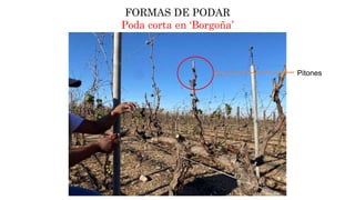 Poda inducción de uvas industriales en moquegua | PPTX