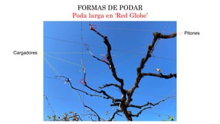 Poda inducción de uvas industriales en moquegua | PPTX