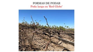 Poda inducción de uvas industriales en moquegua | PPTX
