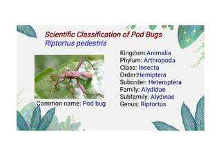 Pod Bug attack and it's management in cowpea. | PPT