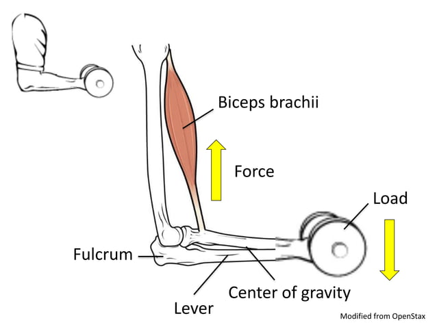 PodCase Muscle Force.pptx