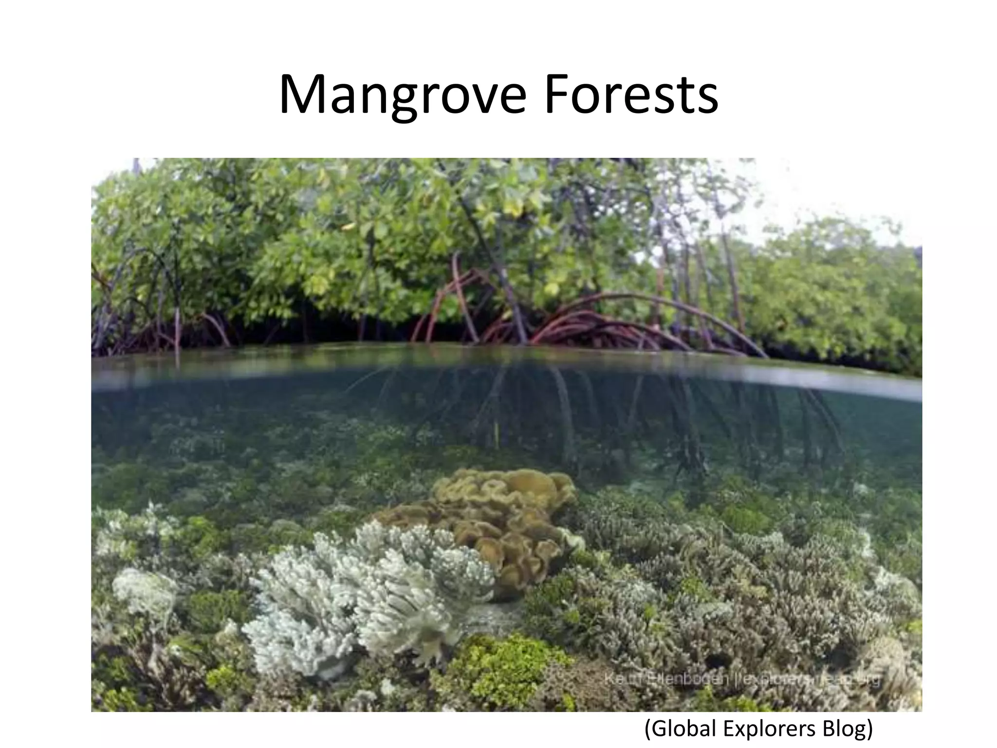 Mangroves and Climate Change | PPTX