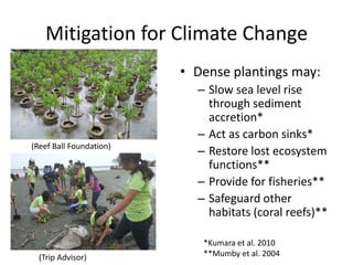 Mangroves and Climate Change | PPTX