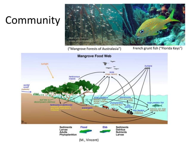 Mangroves and Climate Change | PPTX
