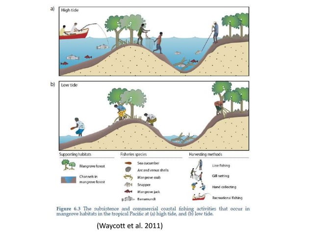 Mangroves and Climate Change | PPTX