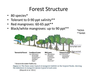 Mangroves and Climate Change | PPTX