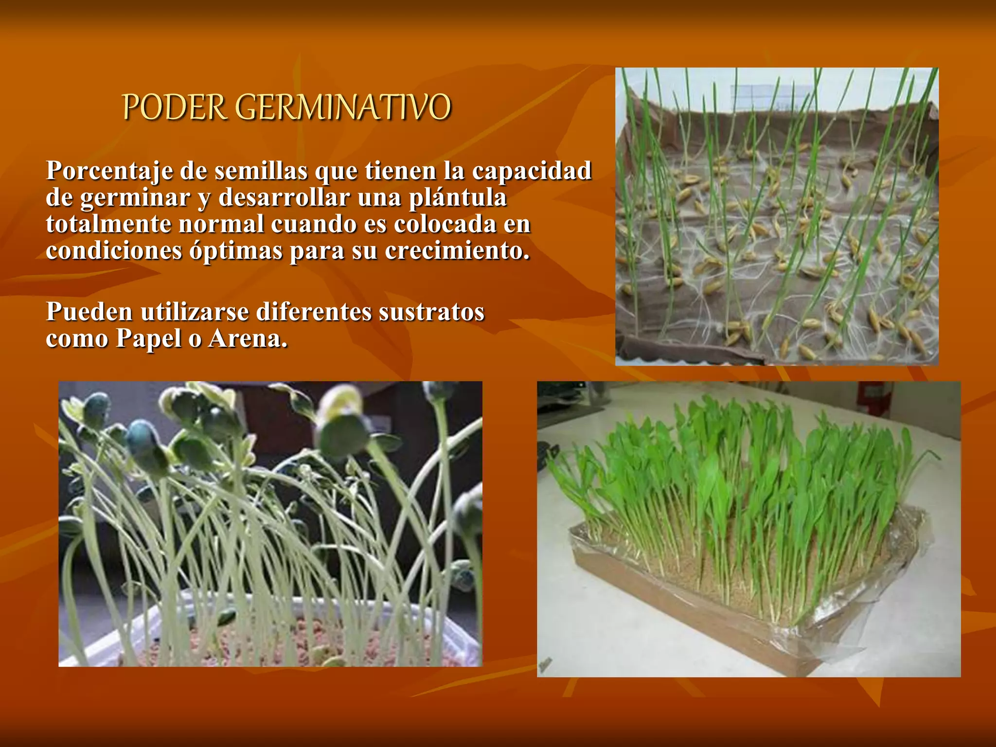 Poder Germinativo y Viabilidad. Diferencias. Laboratorio Marasas | PPT