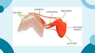 Podjela ptica.pdf odjdfbsbfnsndbdbbbddnb | PPT