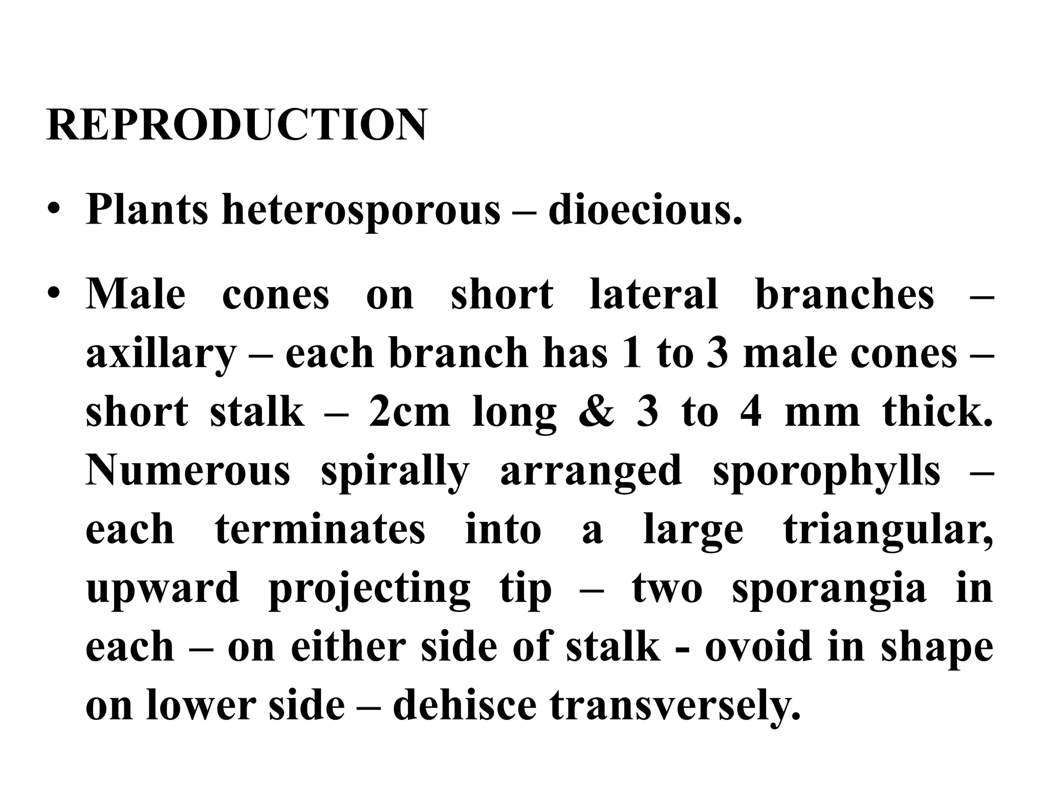 PODOCARPUS...........................pptx