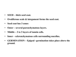 PODOCARPUS...........................pptx