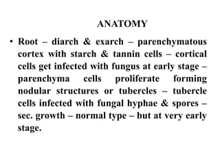 PODOCARPUS...........................pptx