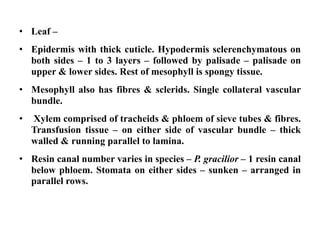 PODOCARPUS...........................pptx
