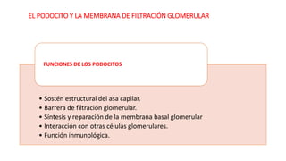 PODOCITOPATIAS. | PPTX