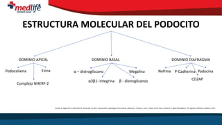 podocitopatias.pptx