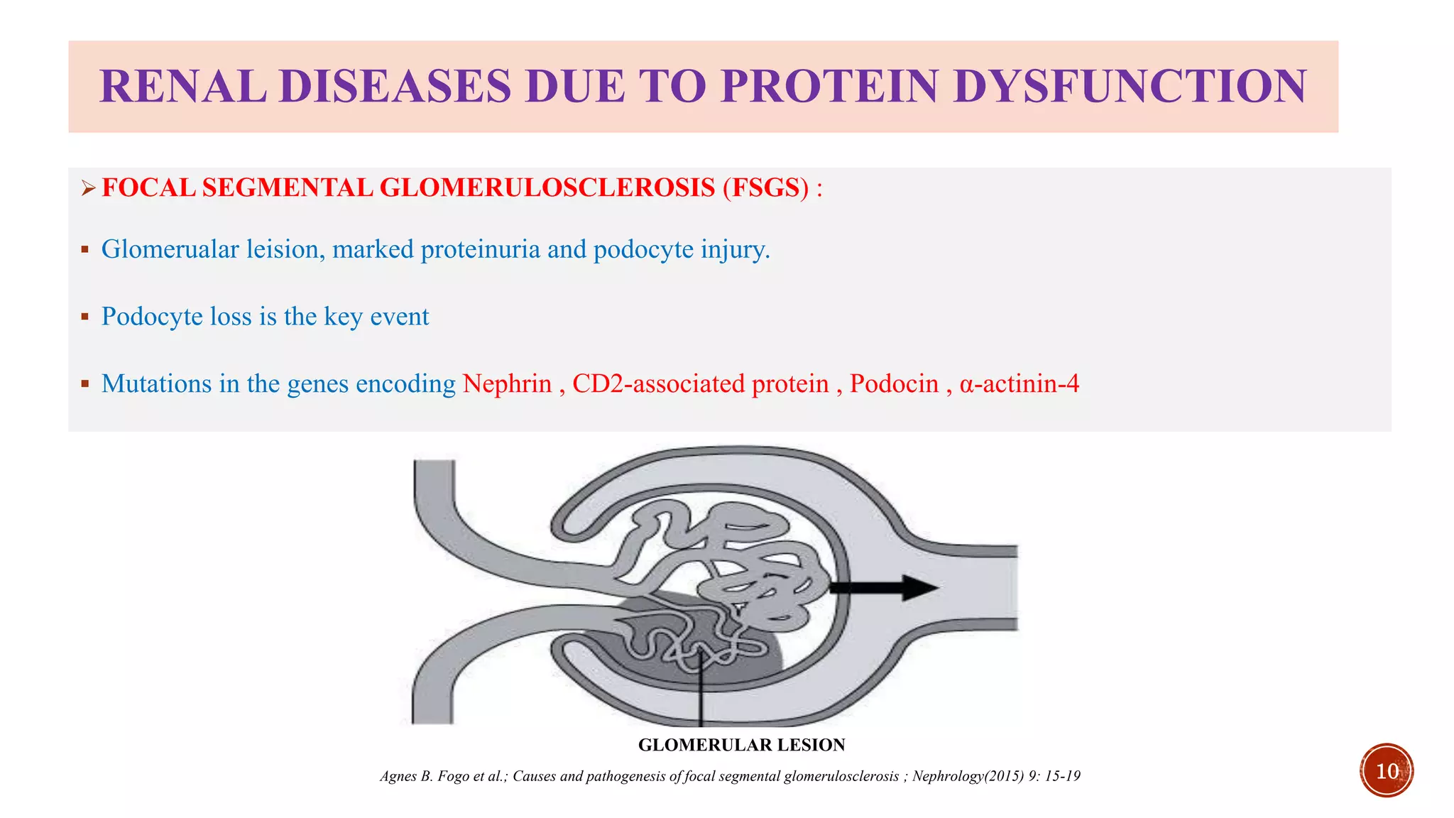 Podocyte mediated kidney diseases(diabetic nephropathy) | PPTX