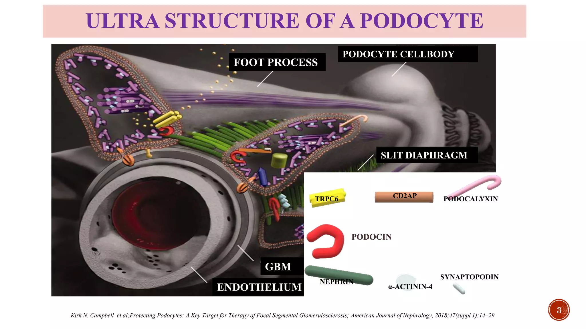 Podocyte mediated kidney diseases(diabetic nephropathy) | PPTX