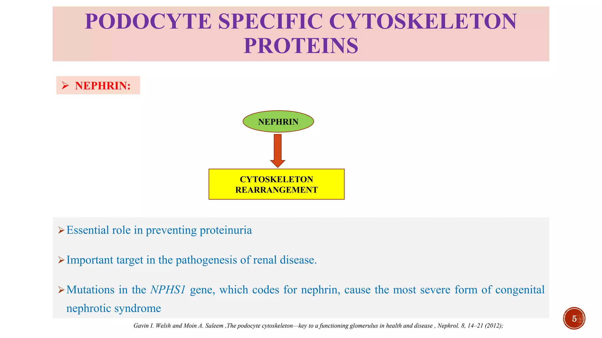 Podocyte mediated kidney diseases(diabetic nephropathy) | PPTX