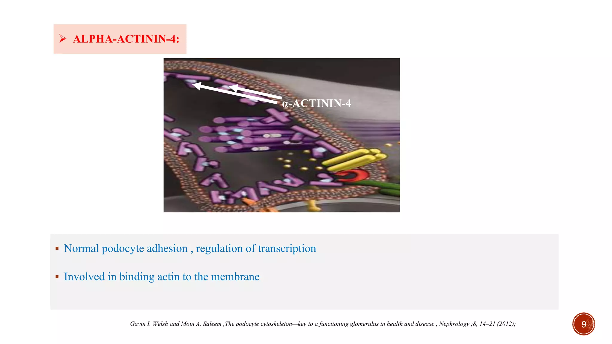 Podocyte mediated kidney diseases(diabetic nephropathy) | PPTX