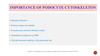 Podocyte mediated kidney diseases(diabetic nephropathy) | PPT