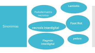 Pododermatitis merana liranzo | PPTX