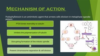Podophyllin- cytotoxic drug used in treatment of anogenital wart | PPTX
