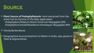 Podophyllin- cytotoxic drug used in treatment of anogenital wart | PPTX