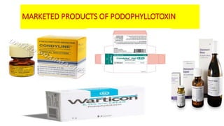 INDUSTRIAL PRODUCTION,ESTIMATION AND UTILIZATION OF PODOPHYLLOTOXIN | PPTX