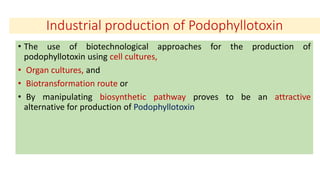 INDUSTRIAL PRODUCTION,ESTIMATION AND UTILIZATION OF PODOPHYLLOTOXIN | PPTX